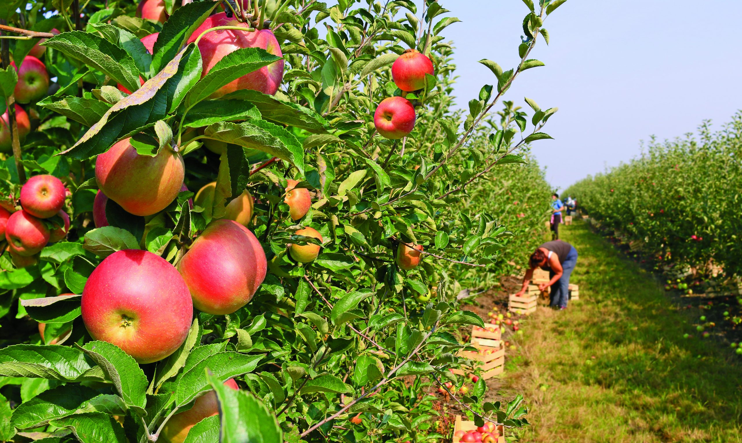 An Apple Recipe a Day: 30 Things to Make With Apples This Fall - Page 8 ...