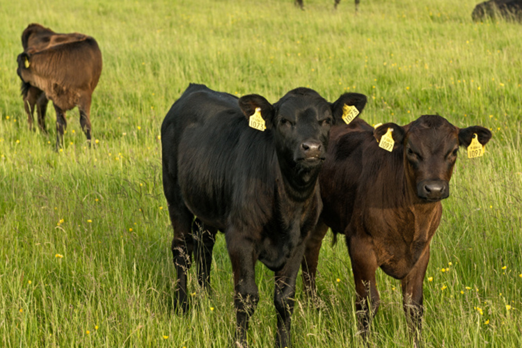 Alabama's Top 10 Agricultural Commodities - Page 2 of 10 - Farm Flavor