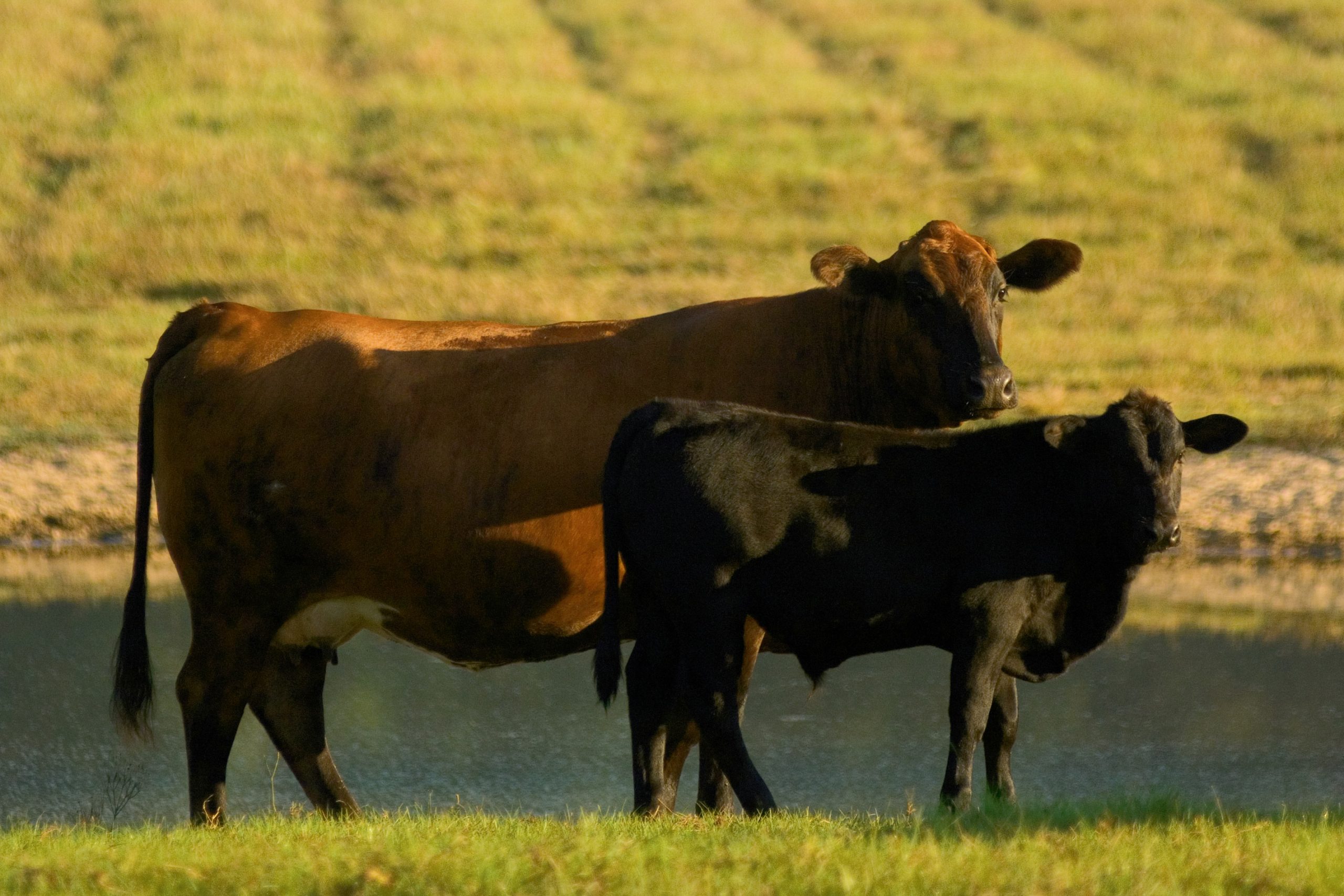 Nebraska's Top 10 Agricultural Products - Farm Flavor
