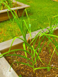 Celebrate April's National Garlic Month With These Fun Facts - Farm Flavor