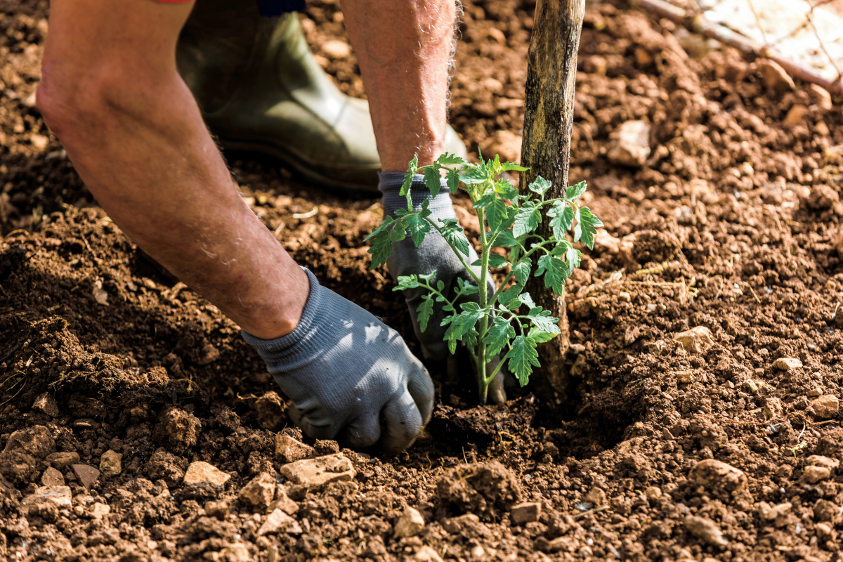 How Colorado-Based Hollar Seeds is Feeding the World - Farm Flavor