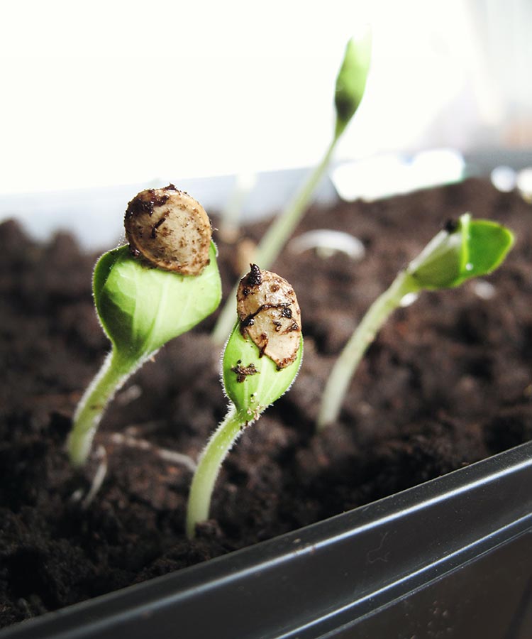 How to Start a Vegetable Garden From Seeds - Farm Flavor
