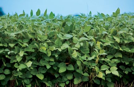 Tennessee Agriculture - Farm Flavor