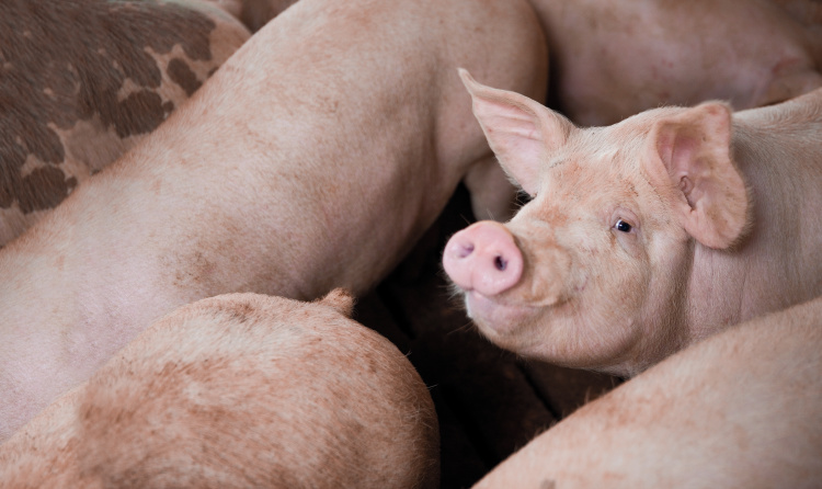 Connecticut’s Top Agricultural Products - Farm Flavor