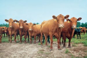 Top 10 Ohio Agriculture Products - Farm Flavor