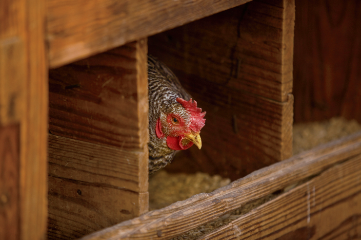 Meat Terms, Explained - Farm Flavor