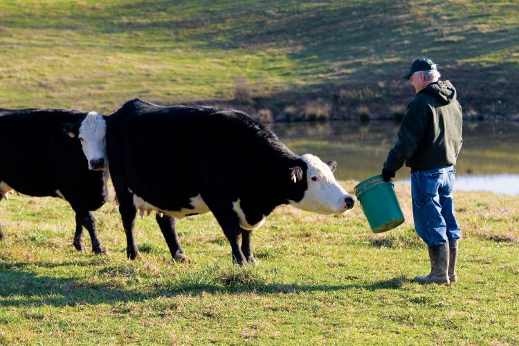 Beef Cattle Ranks First in Tennessee Agriculture - Farm Flavor