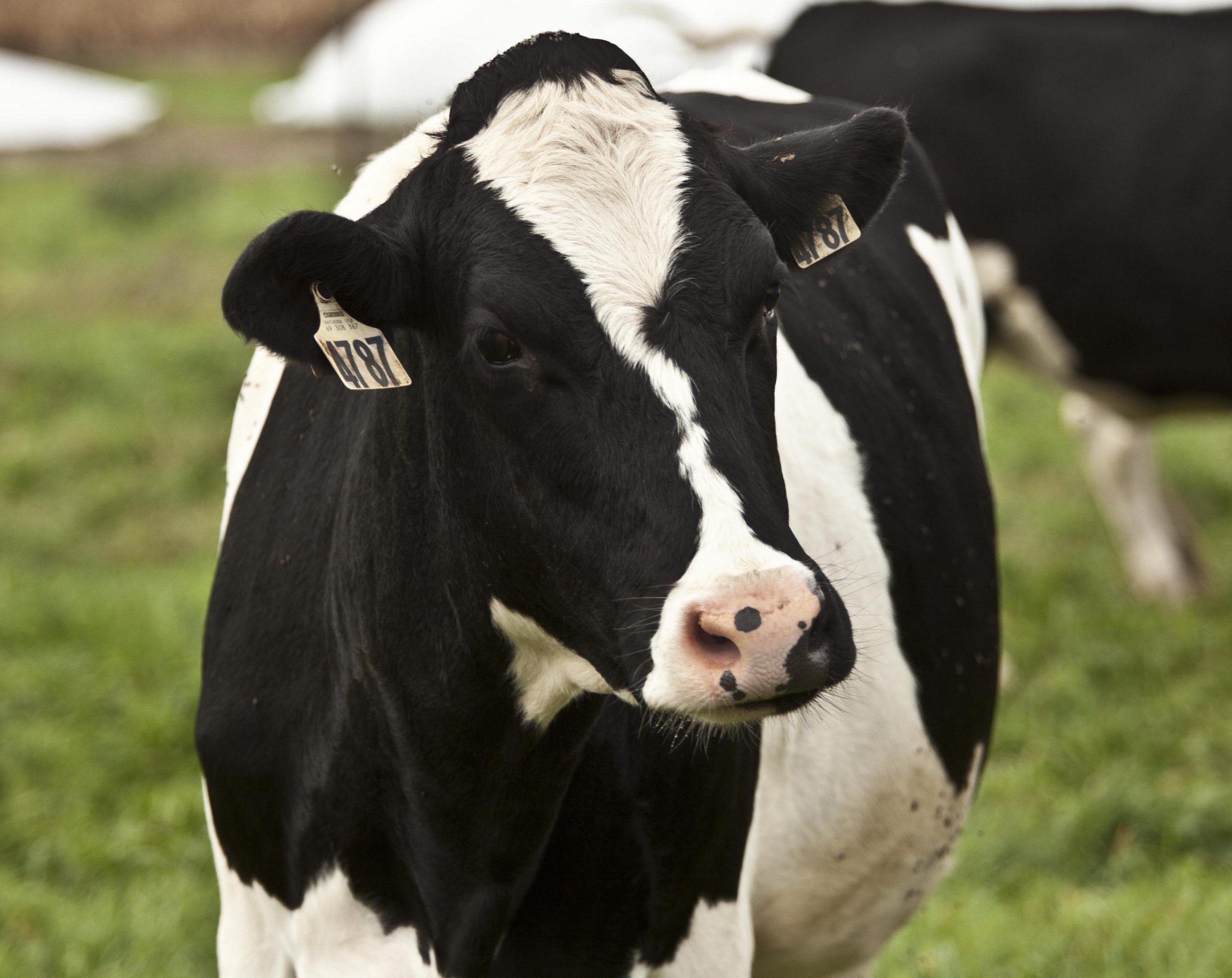 How Agricultural Startups Are Boosting Tennessee's Economy - Farm Flavor