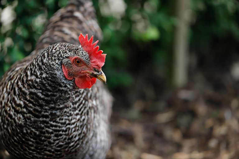 The 5 Best Chicken Breeds for Beginners - Farm Flavor