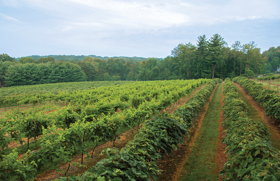 The Ohio Wine Industry Is Uncorked - Farm Flavor