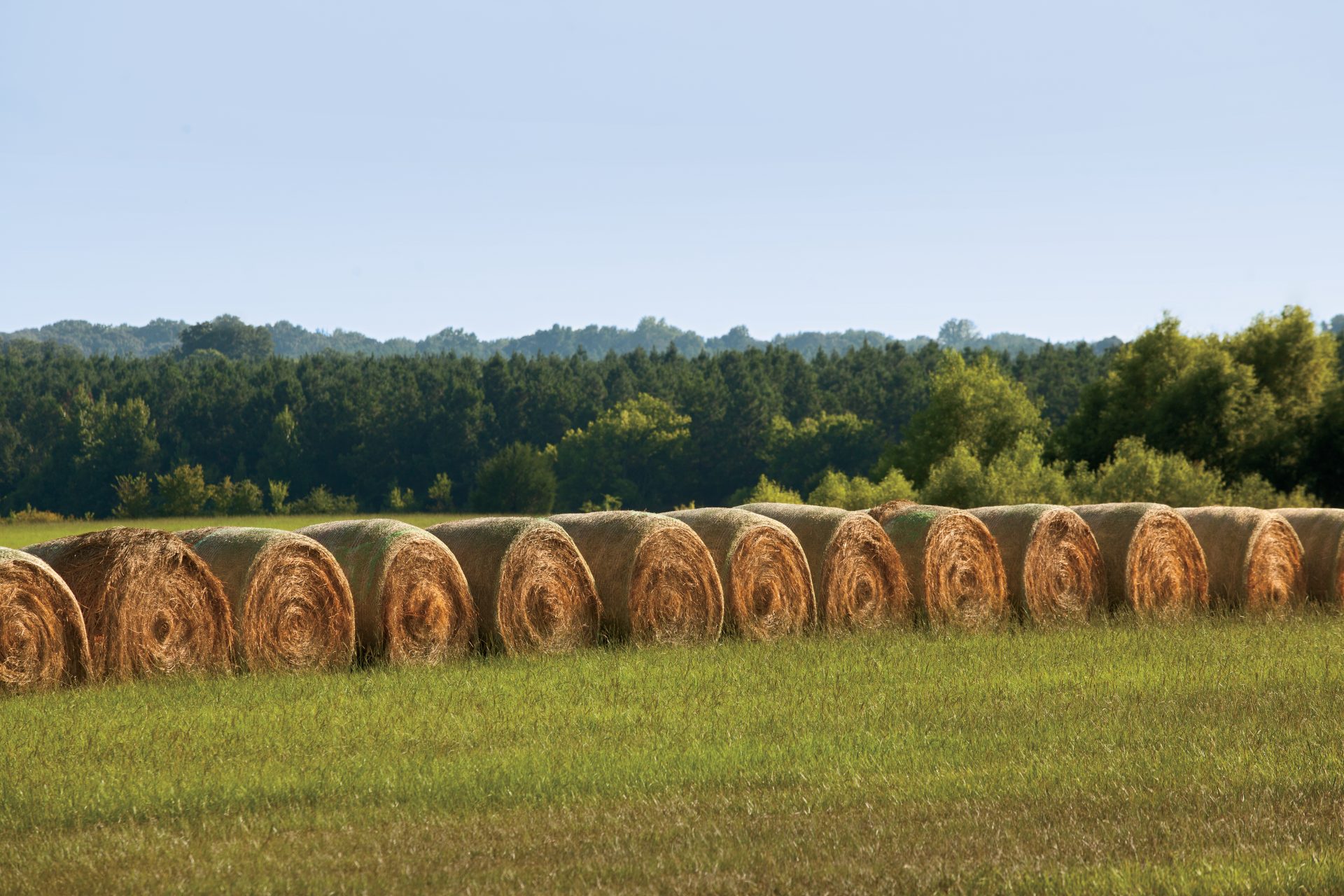 Top Mississippi Agricultural Products - Farm Flavor