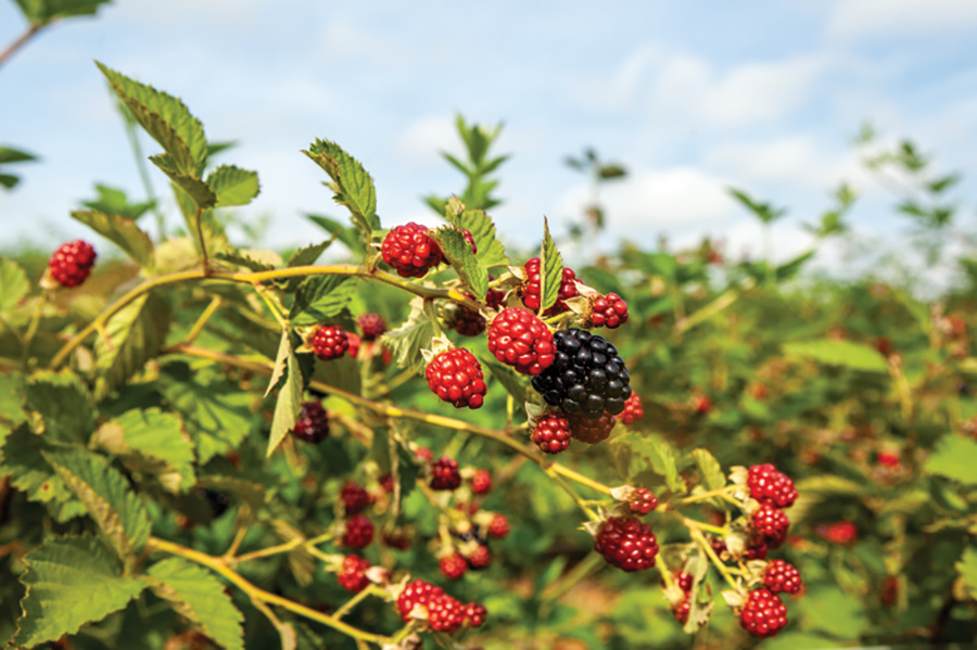 Pick-Your-Own Farms Offer Safe Activities During Pandemic - Farm Flavor