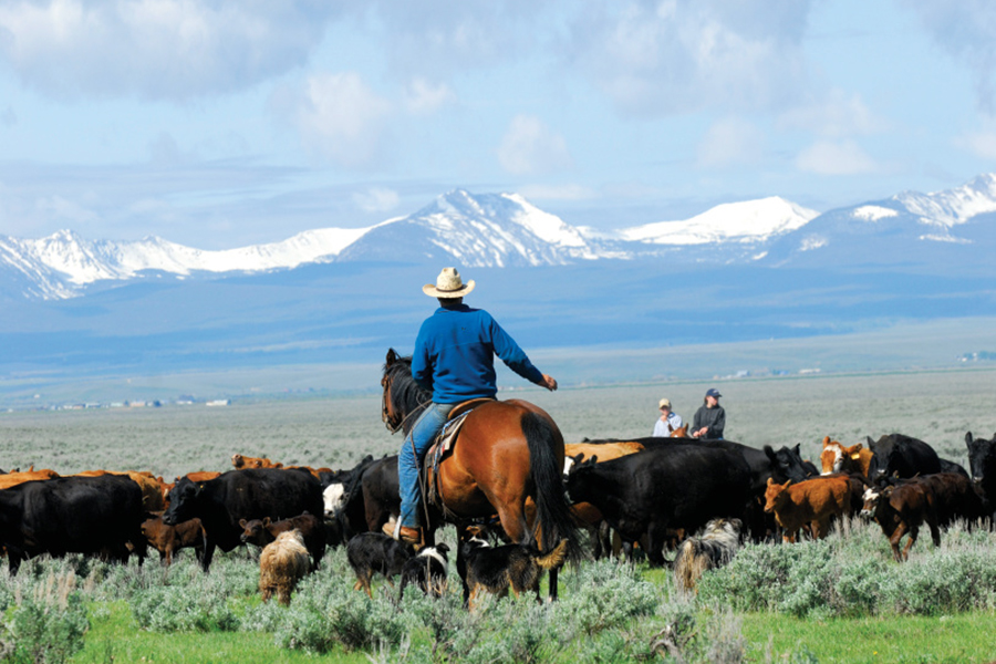 Working Animals: Learn About Agriculture's Lovable Helpers - Farm Flavor