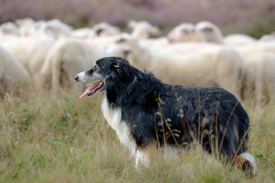 Working Animals: Learn About Agriculture's Lovable Helpers - Farm Flavor