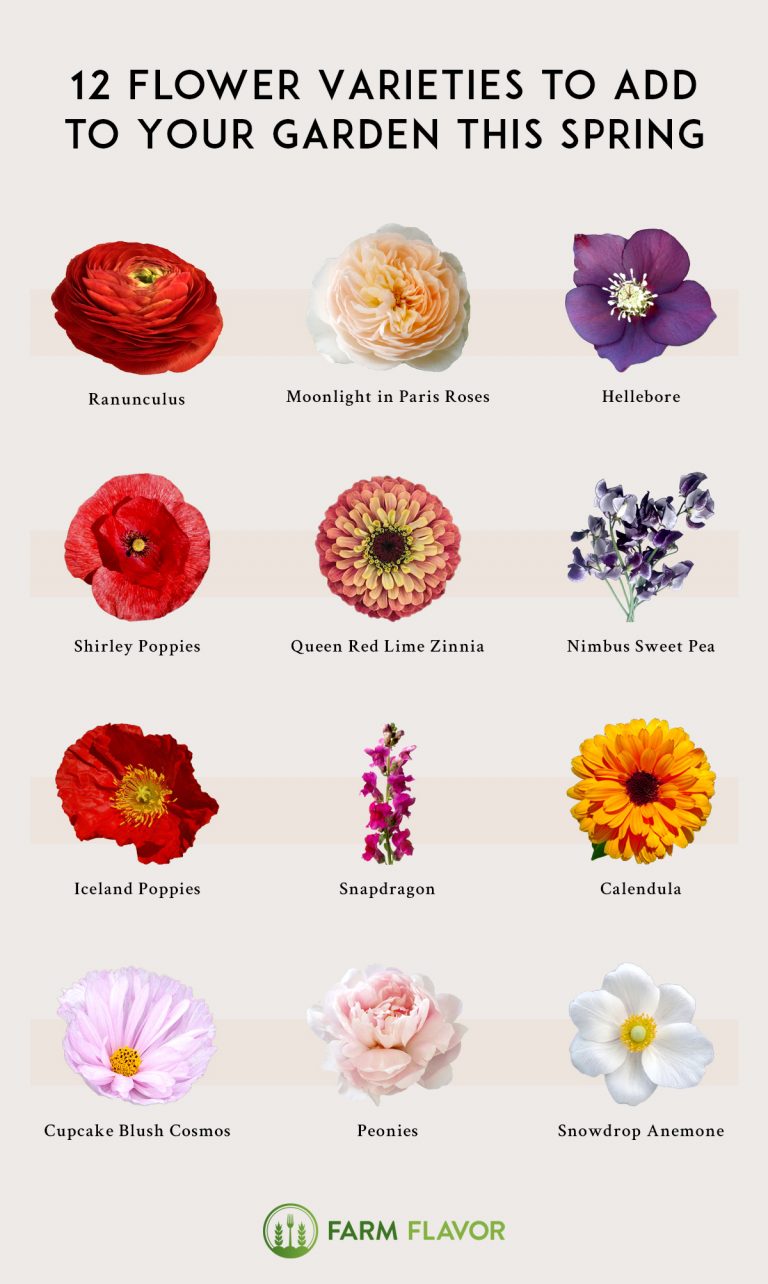 12 Flower Varieties to Plant This Spring - Farm Flavor