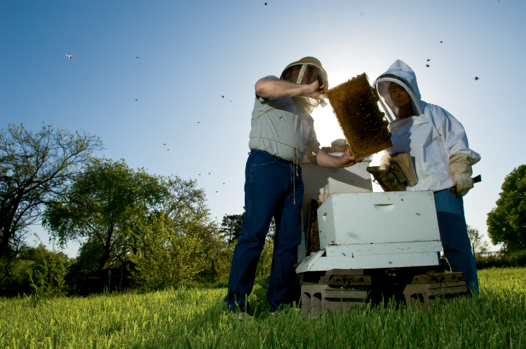 How 10 States Are Helping Pollinators Nurture Agriculture