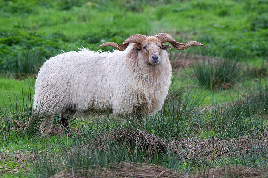 5 Sheep Breeds You May Not Be Familiar With - Farm Flavor