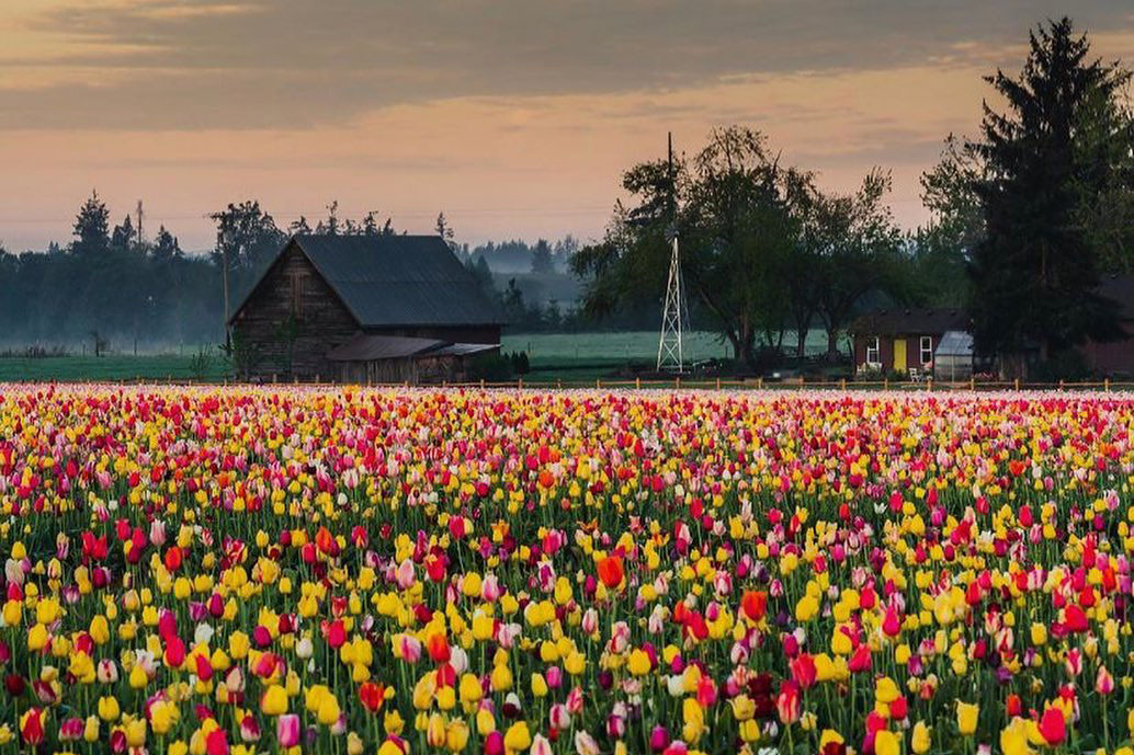 Best U.S. Flower Fields You Should Visit - Farm Flavor