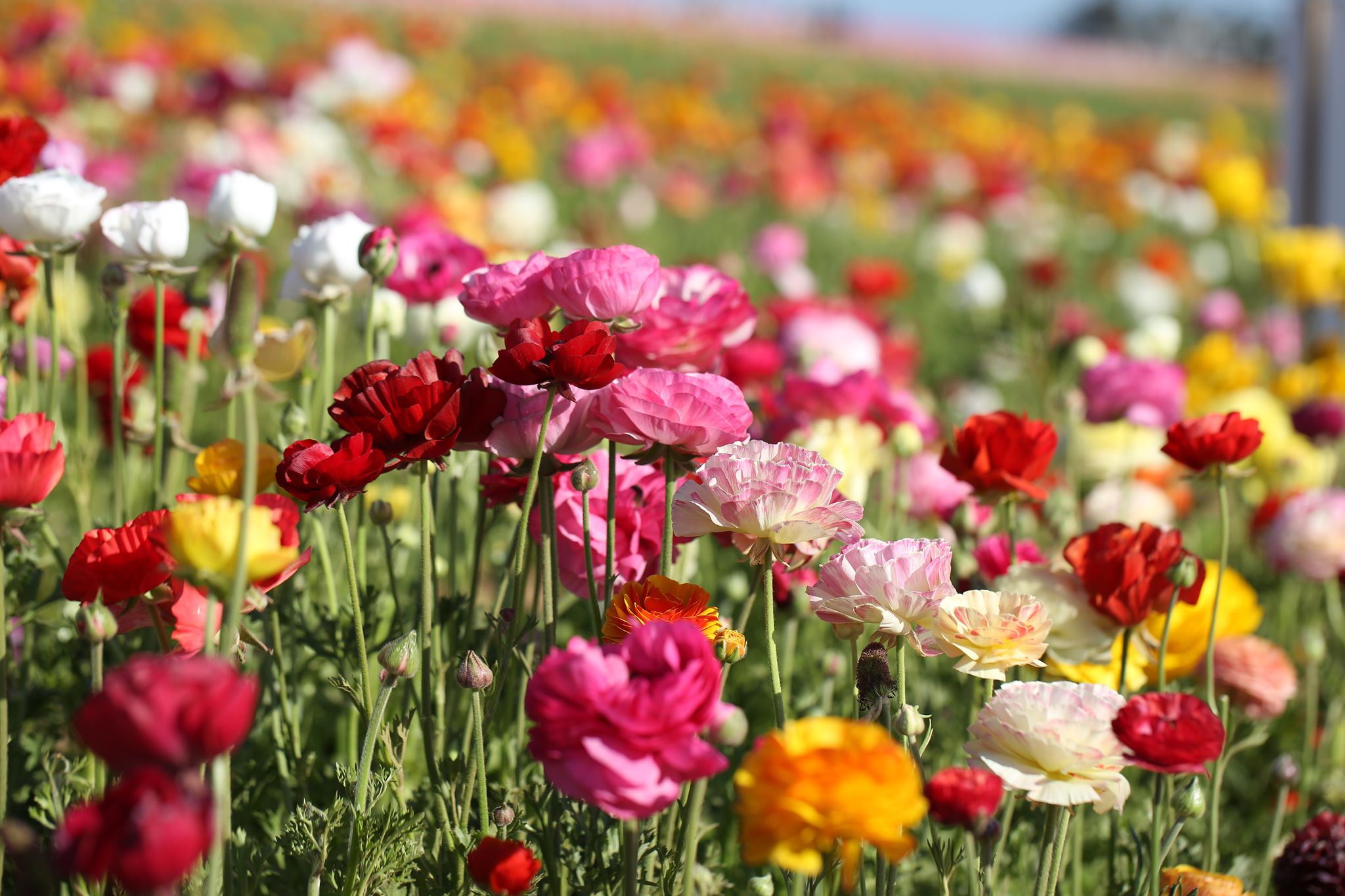 Best U.S. Flower Fields You Should Visit - Farm Flavor