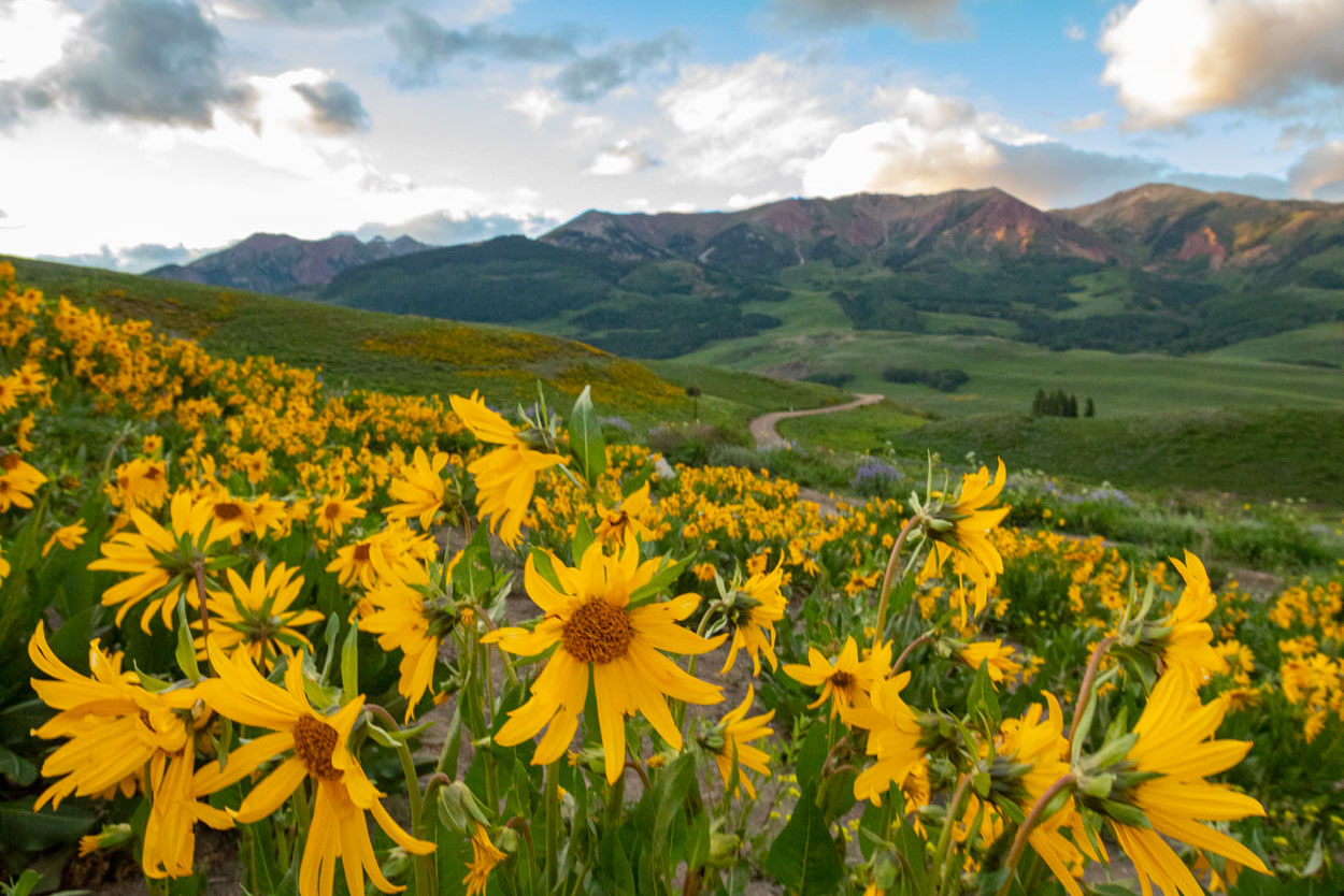 Best U.S. Flower Fields You Should Visit - Farm Flavor