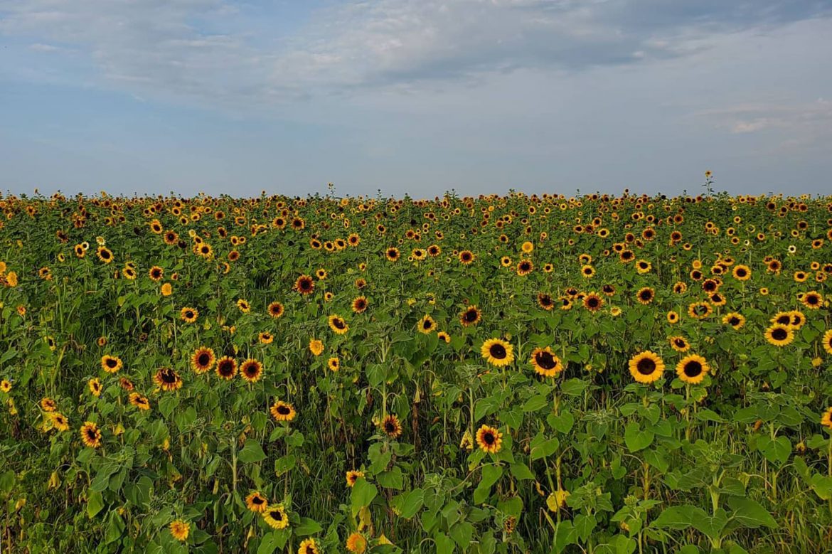 Best U.S. Flower Fields You Should Visit - Farm Flavor