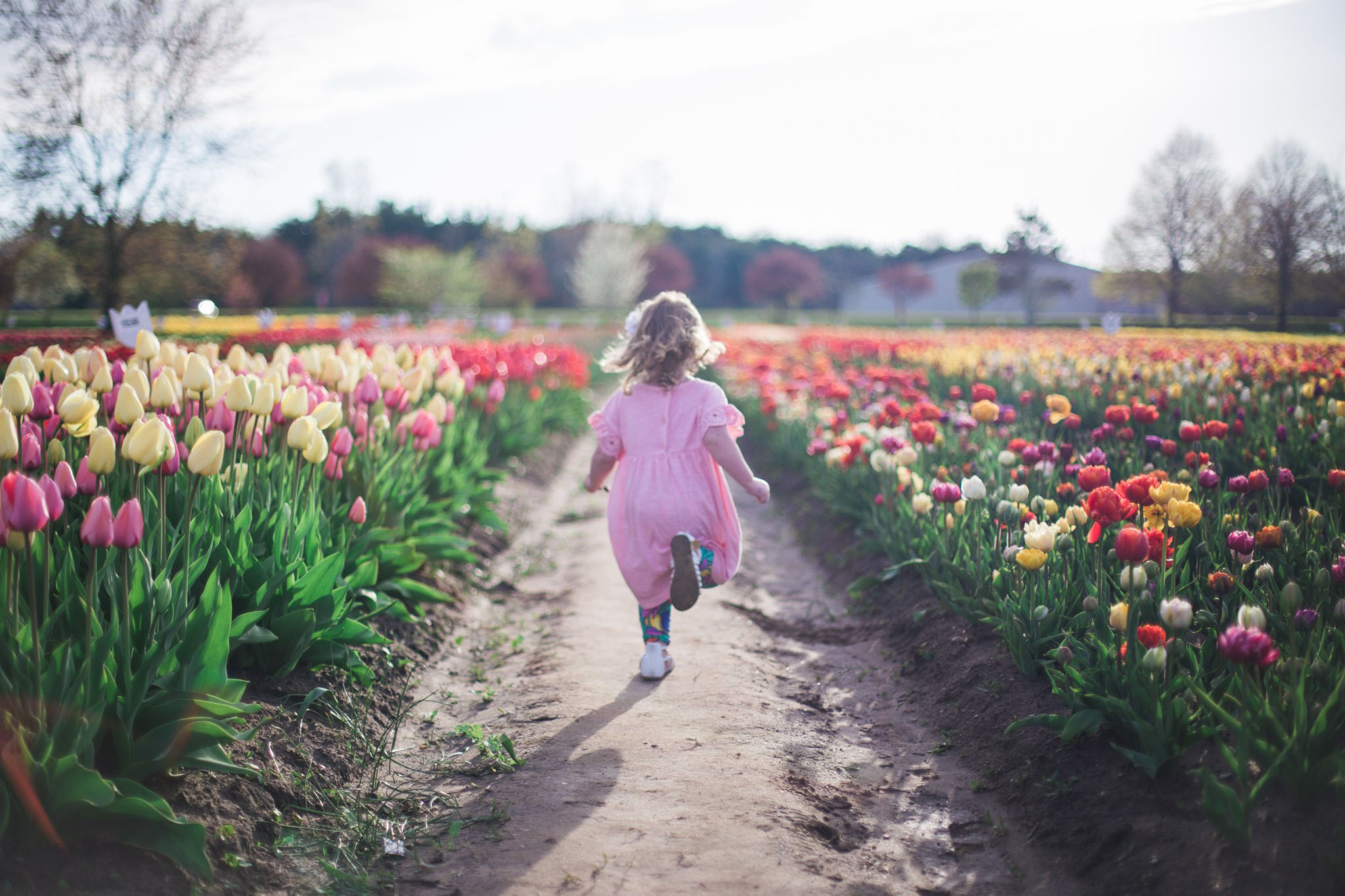 Best U.S. Flower Fields You Should Visit - Farm Flavor