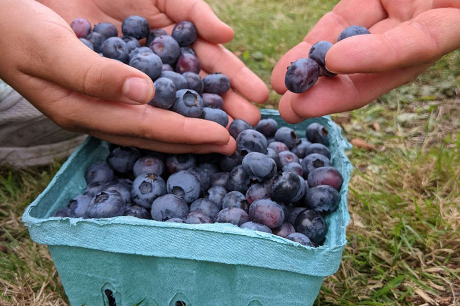 7 Agritourism Destinations You Have to Visit in Rhode Island - Farm Flavor