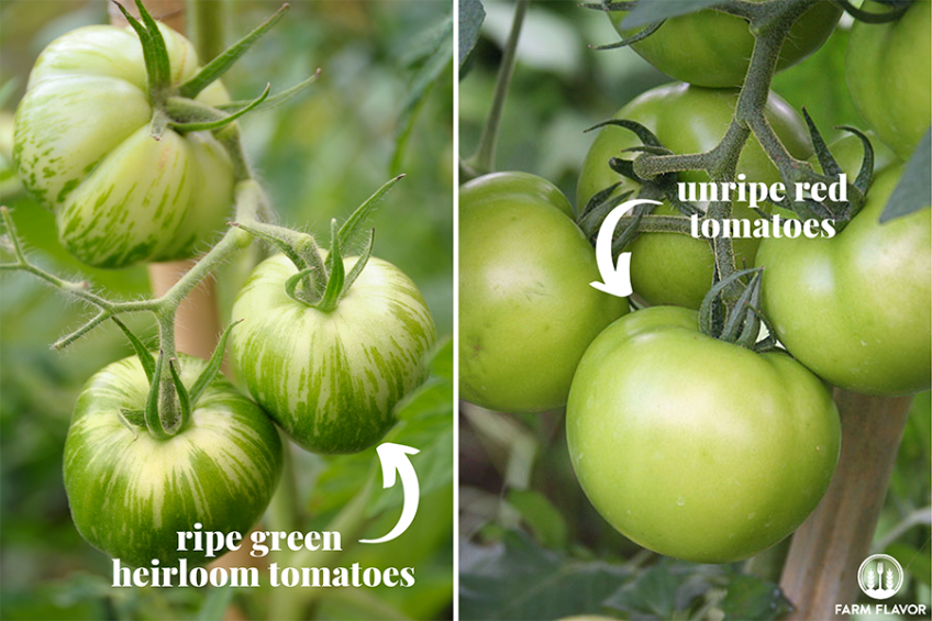 What Are Green Tomatoes? (And How to Cook With Them) - Farm Flavor