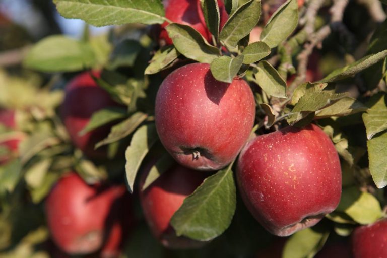 10 Common Apple Varieties and How to Use Them - Farm Flavor