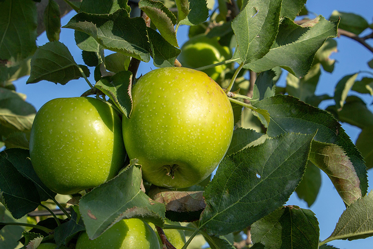 10 Common Apple Varieties and How to Use Them - Farm Flavor