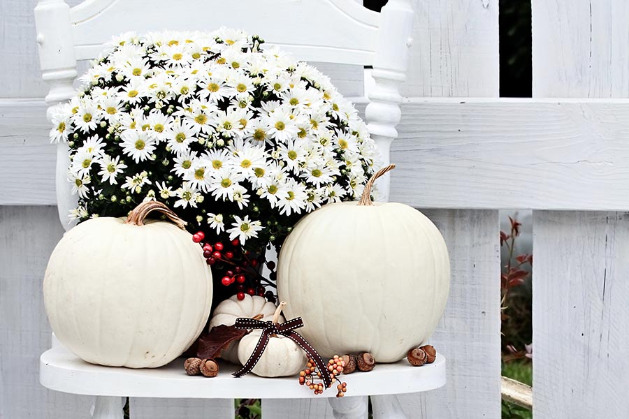 What Are White Pumpkins? - Farm Flavor