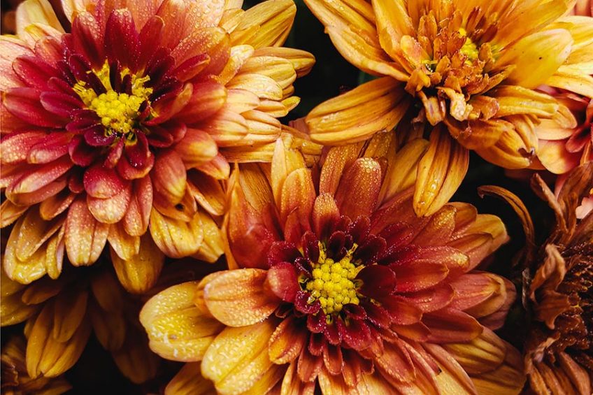 12 Fall Flowers to Beautify Your Landscape - Farm Flavor