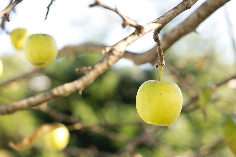 10 Common Apple Varieties and How to Use Them - Farm Flavor