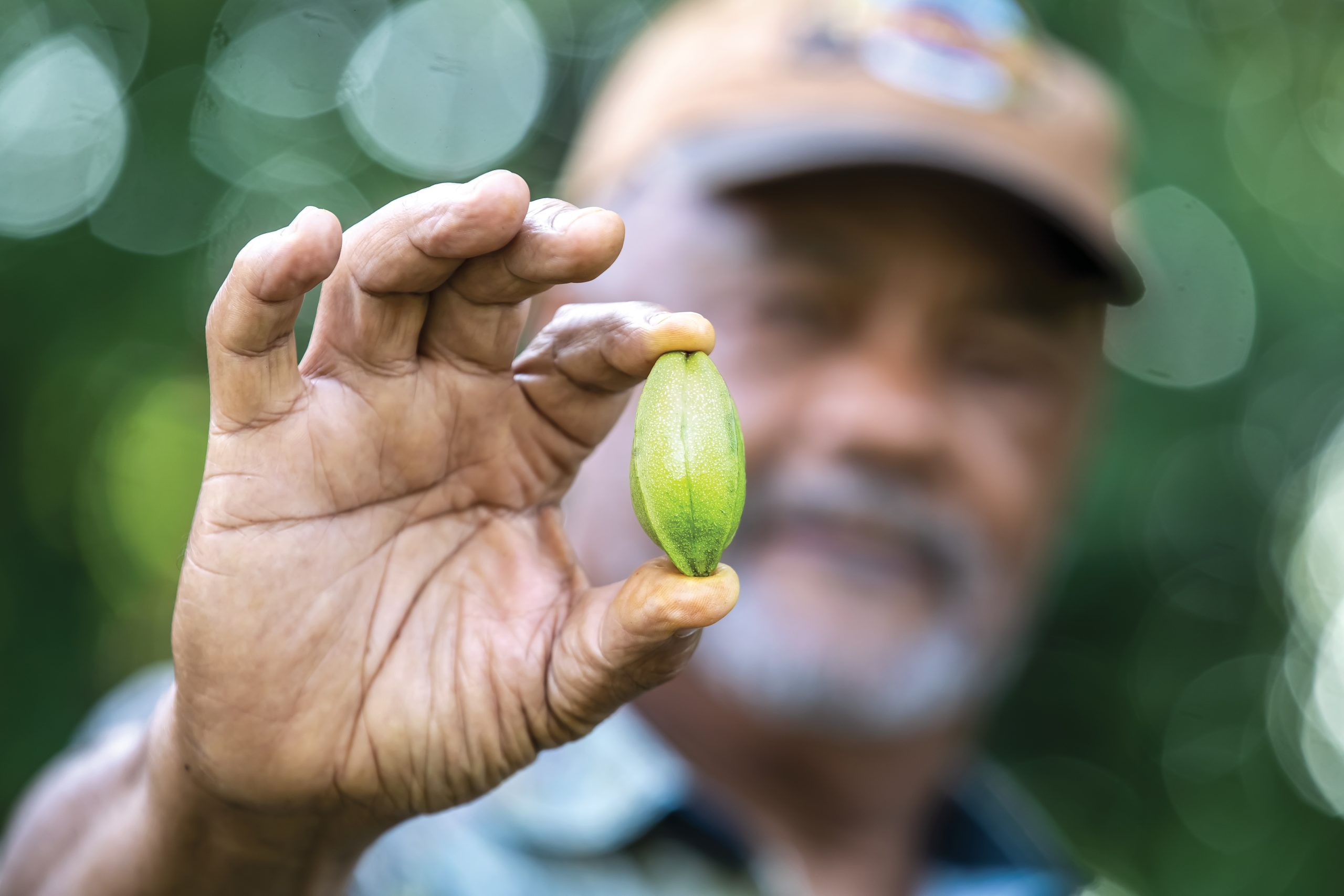 Mississippi Pecan Growers Double the State's Improved Pecan Acreage in ...