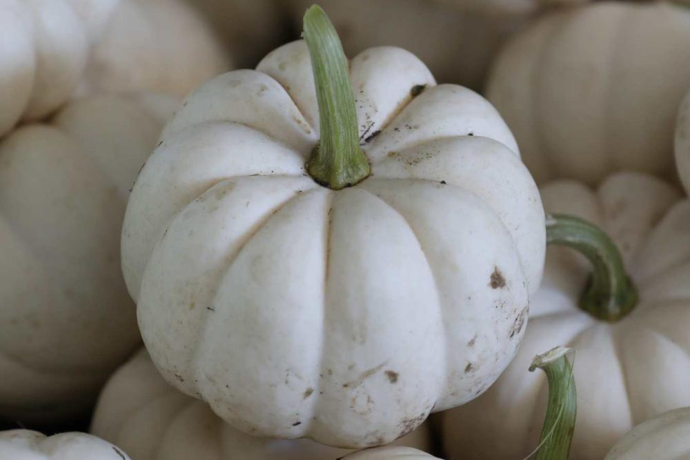 10 Pumpkin Varieties and How to Use Them - Farm Flavor