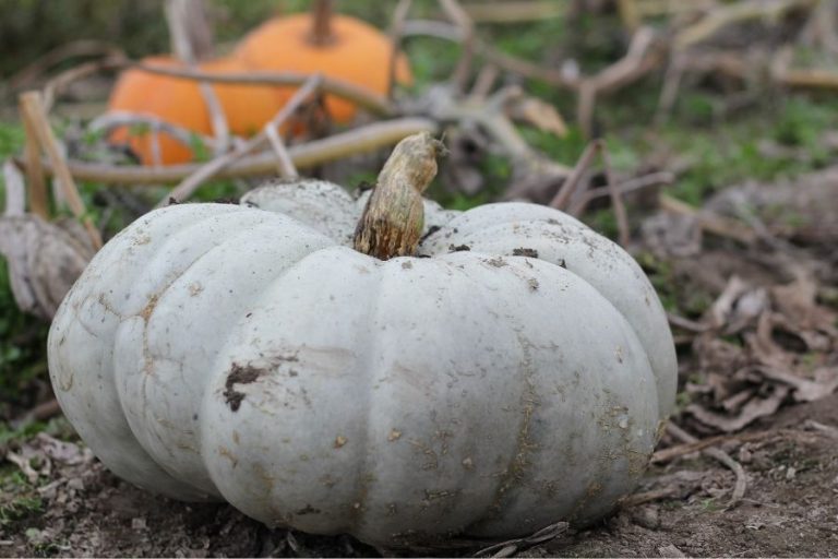 10 Pumpkin Varieties and How to Use Them - Farm Flavor