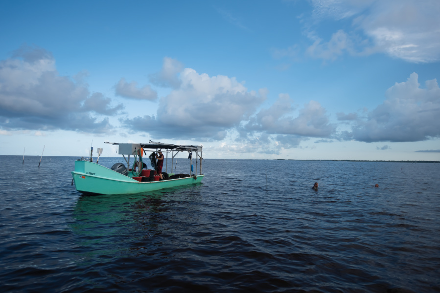Shellfish Connoisseurs Are Drawn to Cedar Key Clams and Oysters - Farm ...
