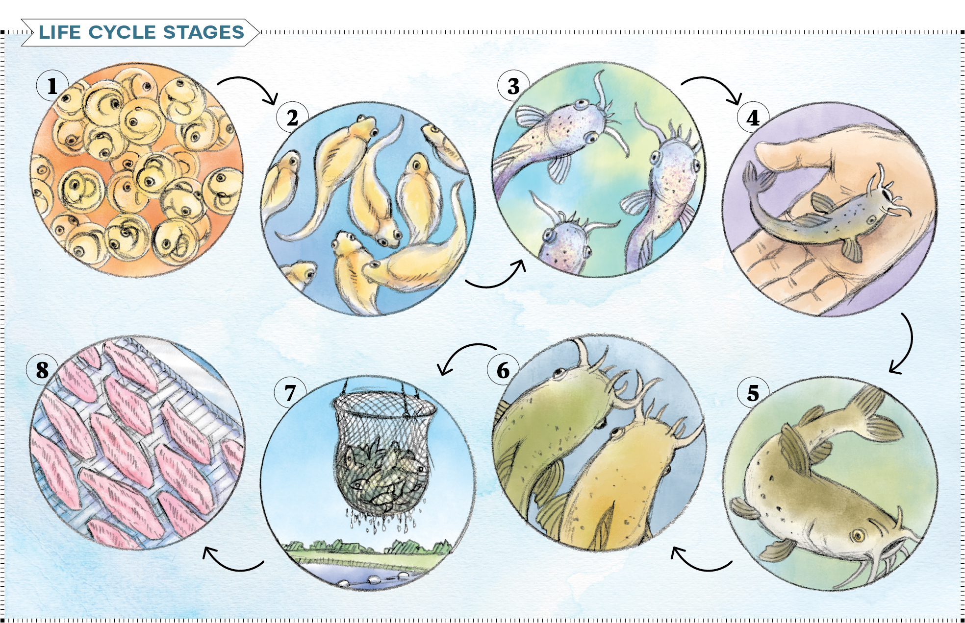 The Life Cycle Of Catfish Farm Flavor The Life Cycle Of Catfish Farm Flavor