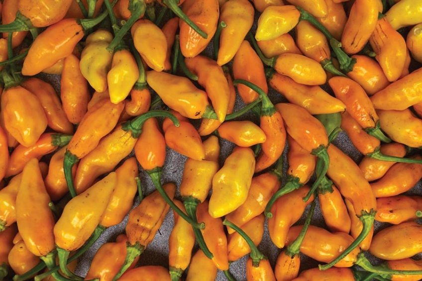 The Spicy Datil Pepper Is a Local Florida Favorite - Farm Flavor