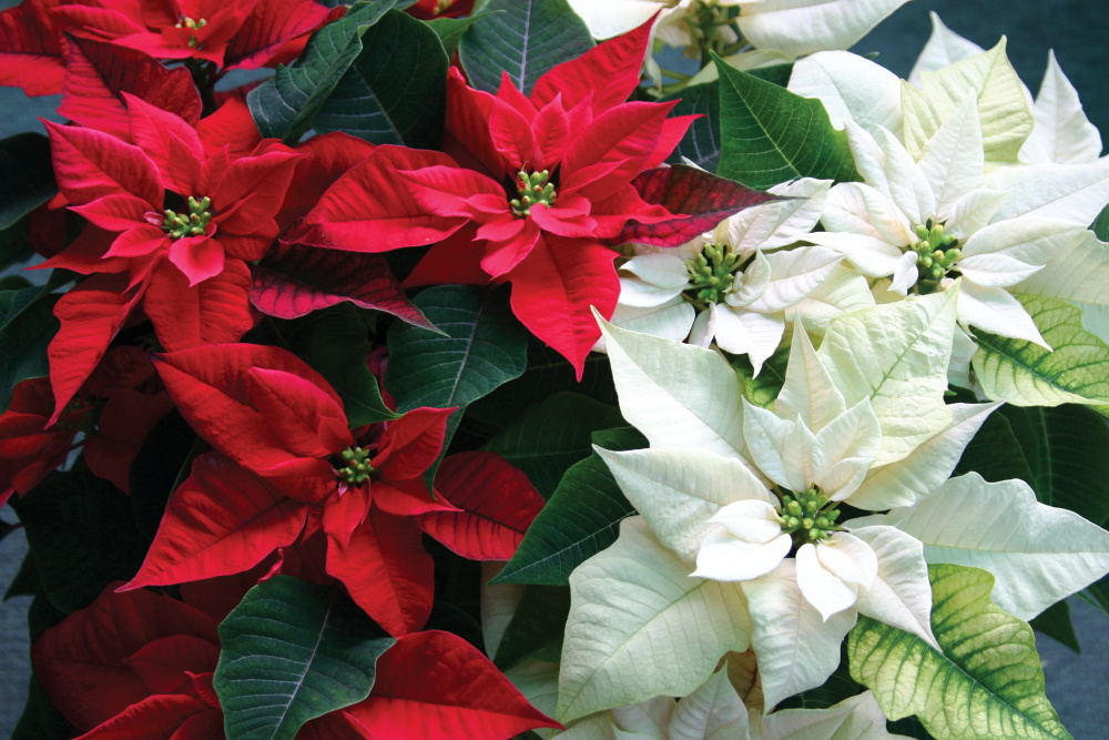 The History of the Poinsettia - Farm Flavor