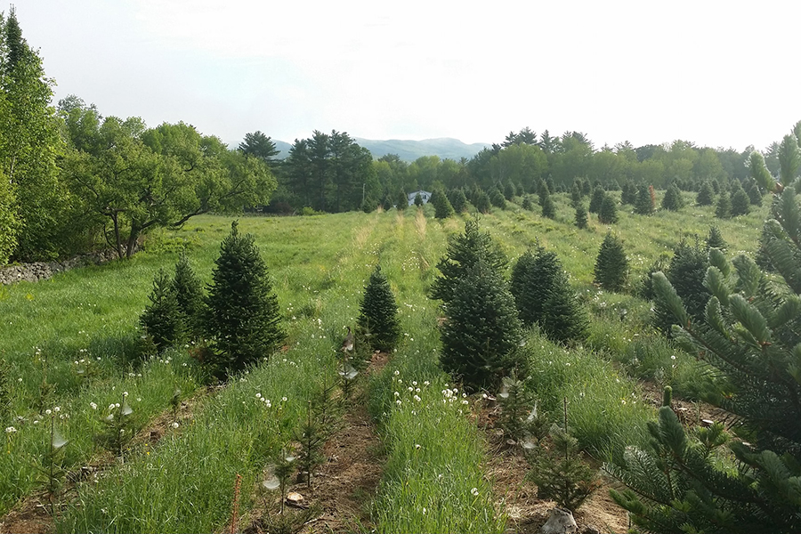 6 Top Agritourism Spots to Visit in New Hampshire - Farm Flavor