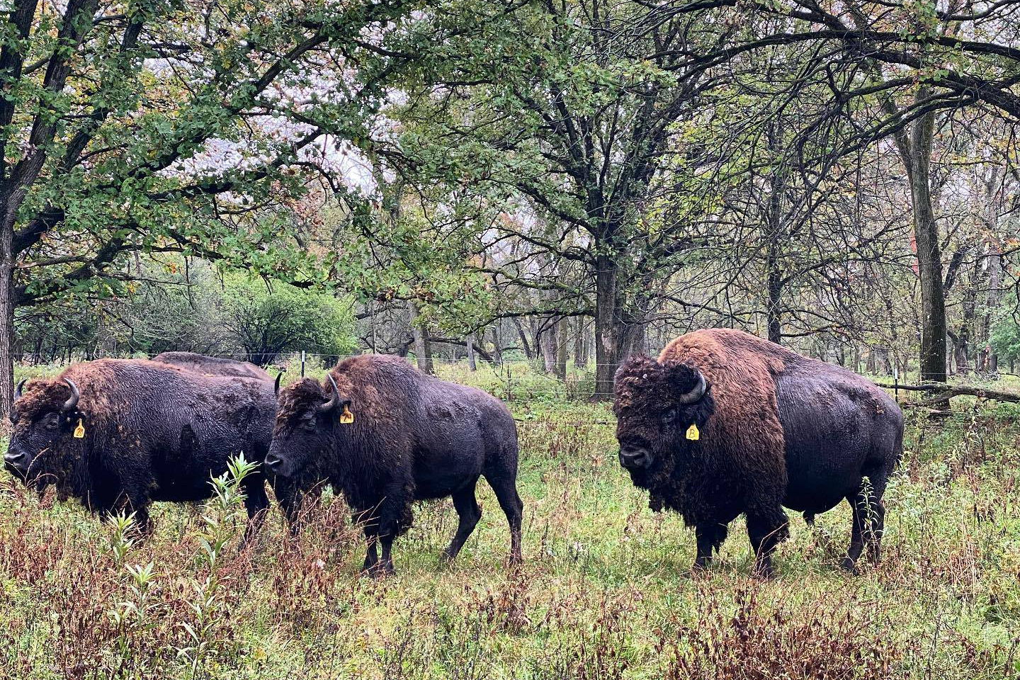 6 Must-Visit Agritourism Destinations in Iowa - Farm Flavor