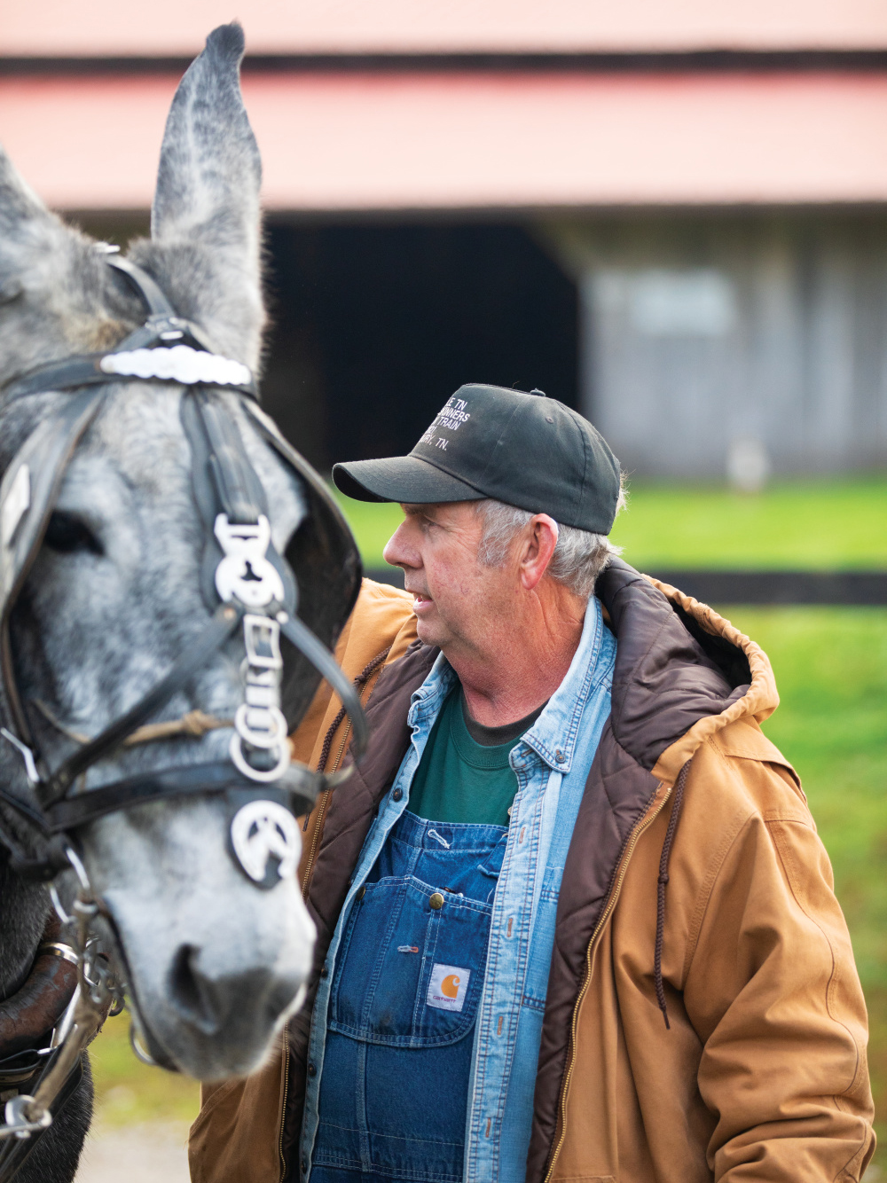 Tennessee Mule Skinners Share Their Agricultural Tradition - Farm Flavor