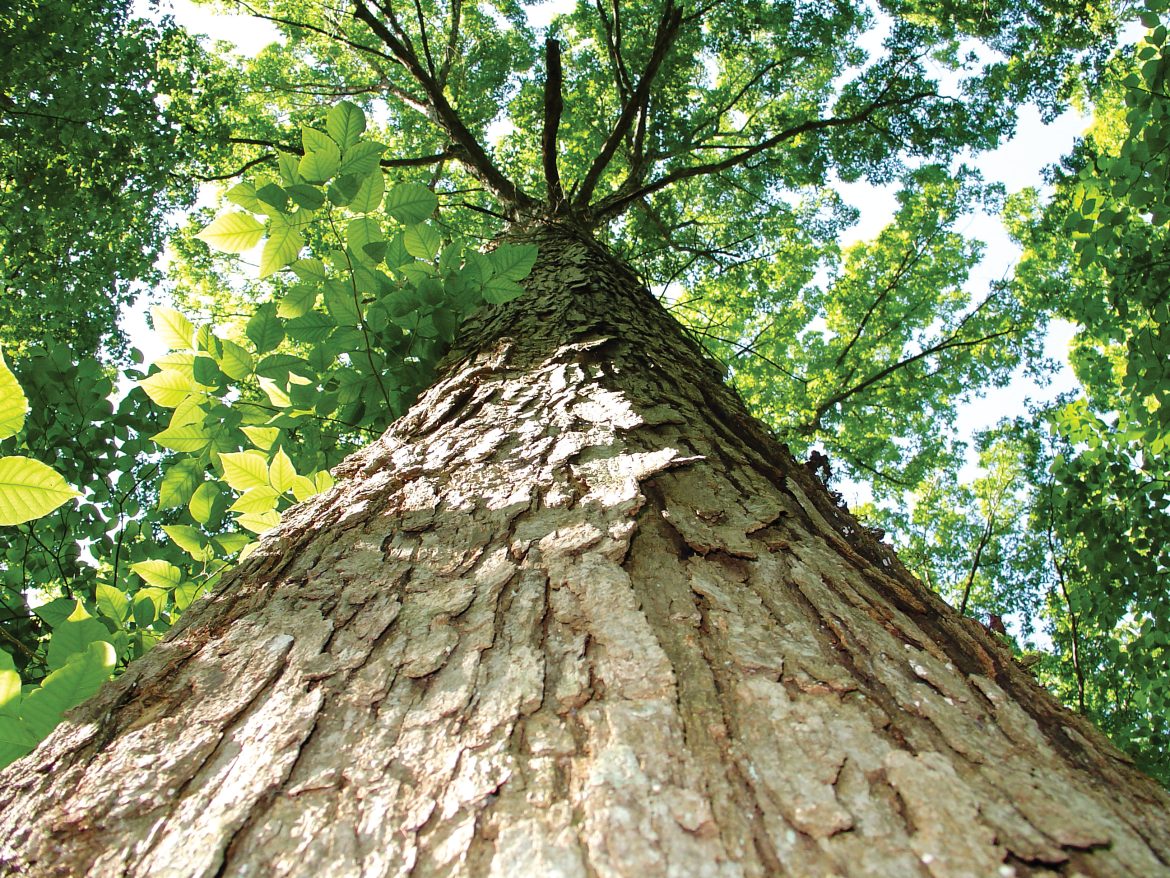 White Oak Initiative Sows Solutions for Species Regeneration - Farm Flavor