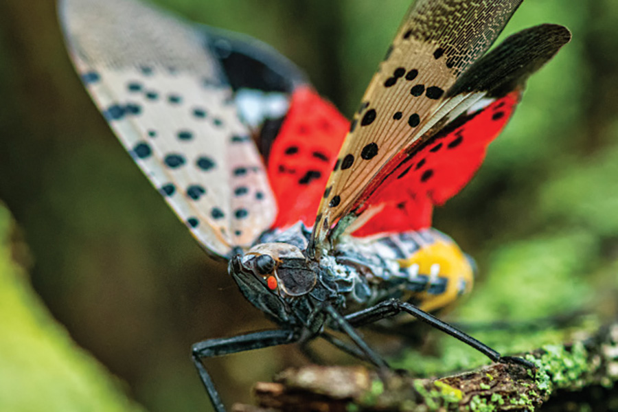 Vineyards and Researchers Work Together to Combat the Spotted ...