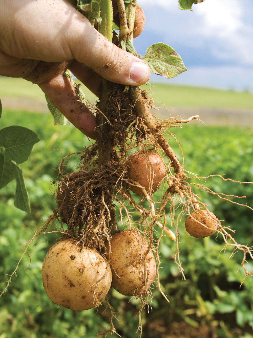 Prison Inmates Receive Rehabilitation Through Agriculture - Farm Flavor
