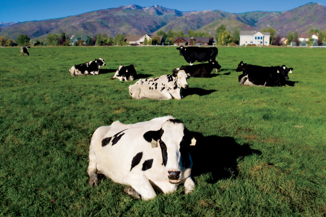 7 Most Popular Breeds of Cattle in the United States - Farm Flavor