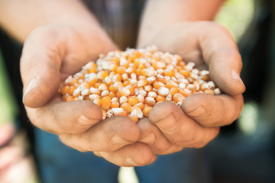 Farm Flavor Guide to Corn - Farm Flavor