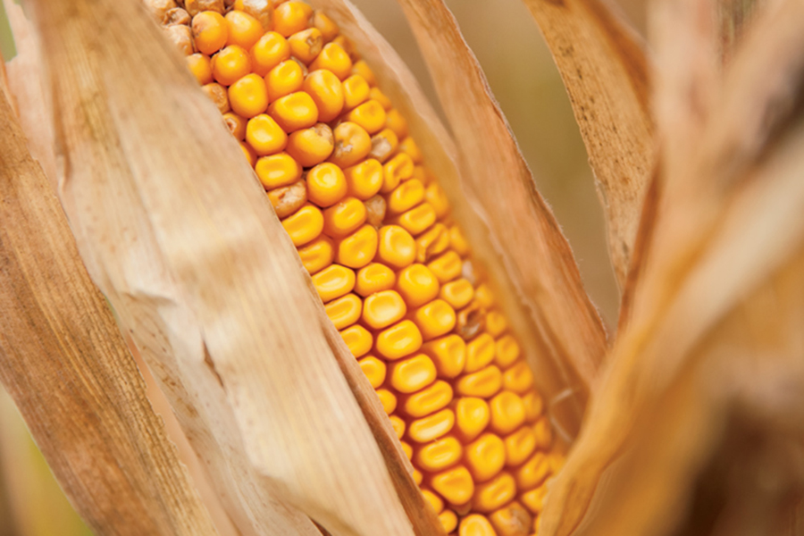 Farm Flavor Guide to Corn - Farm Flavor
