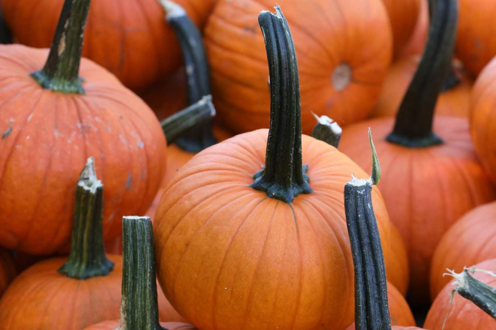 Did You Know the History of Halloween Is Rooted in Agriculture? - Farm ...